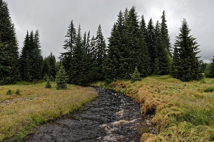 Javoří potok :: Foto Jiří Plachý